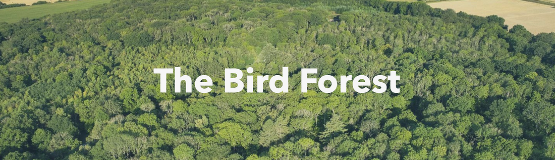 Bird Forest – Bird Eyewear